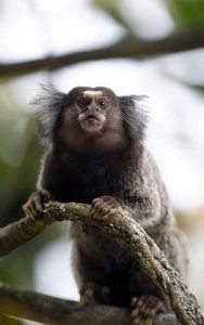 Common Marmoset