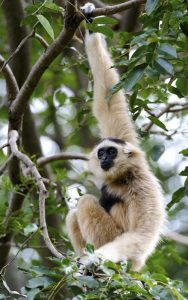 Gibbon