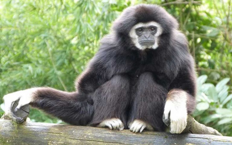 Types of Monkeys