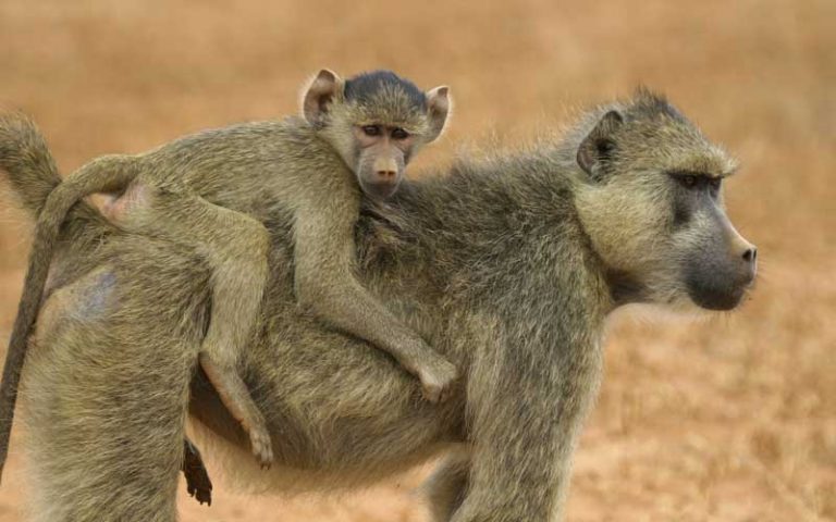 Monkey Reproduction